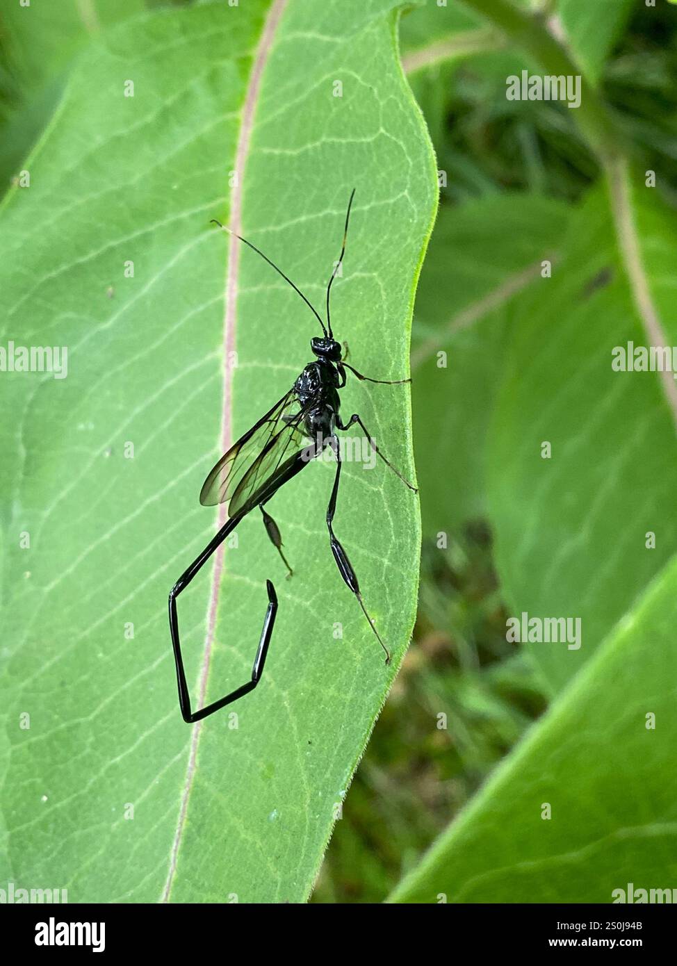 American Pelecinid Wasp (Pelecinus polyturator Stock Photo - Alamy