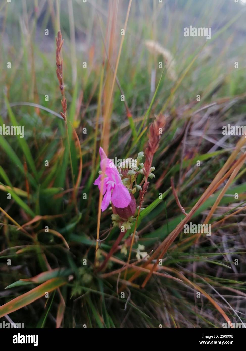 Common Lousewort (Pedicularis sylvatica Stock Photo - Alamy