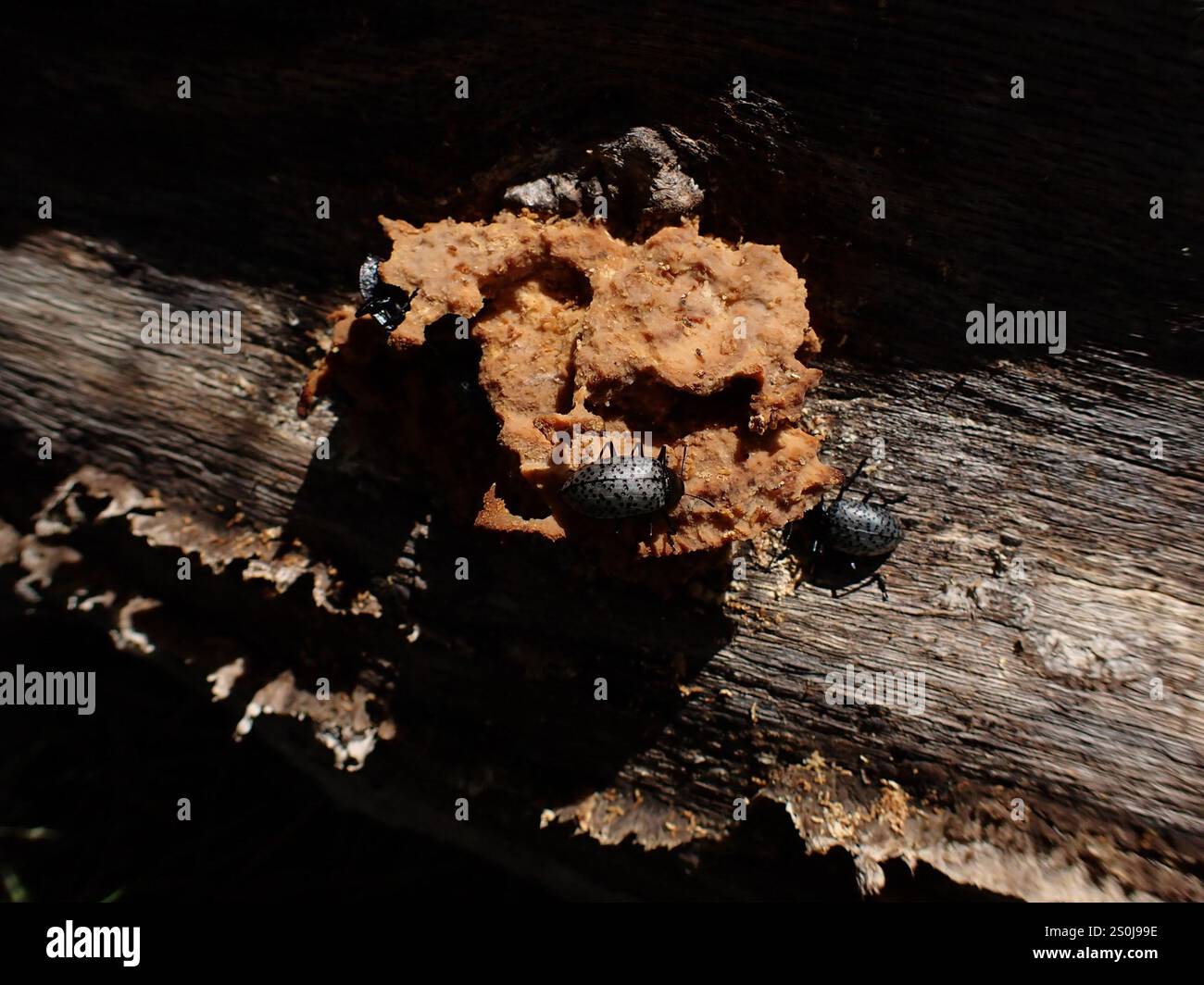 Blue Fungus Beetle (Cypherotylus californicus Stock Photo - Alamy