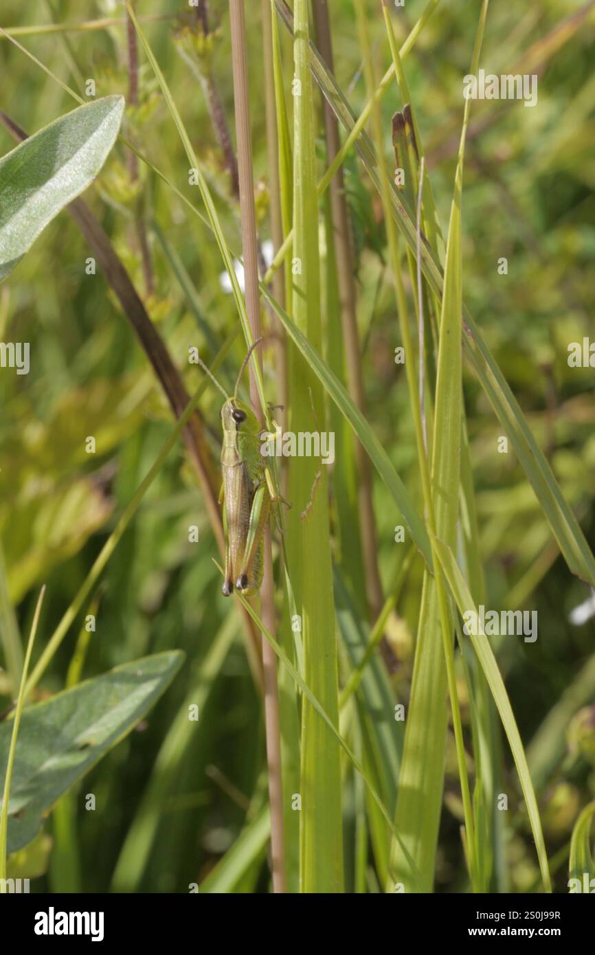 Water-meadow Grasshopper (Pseudochorthippus montanus Stock Photo - Alamy