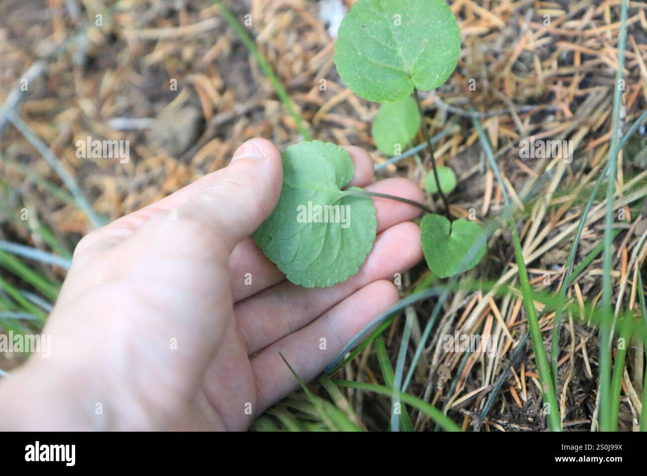 western roundleaf violet (Viola orbiculata Stock Photo - Alamy