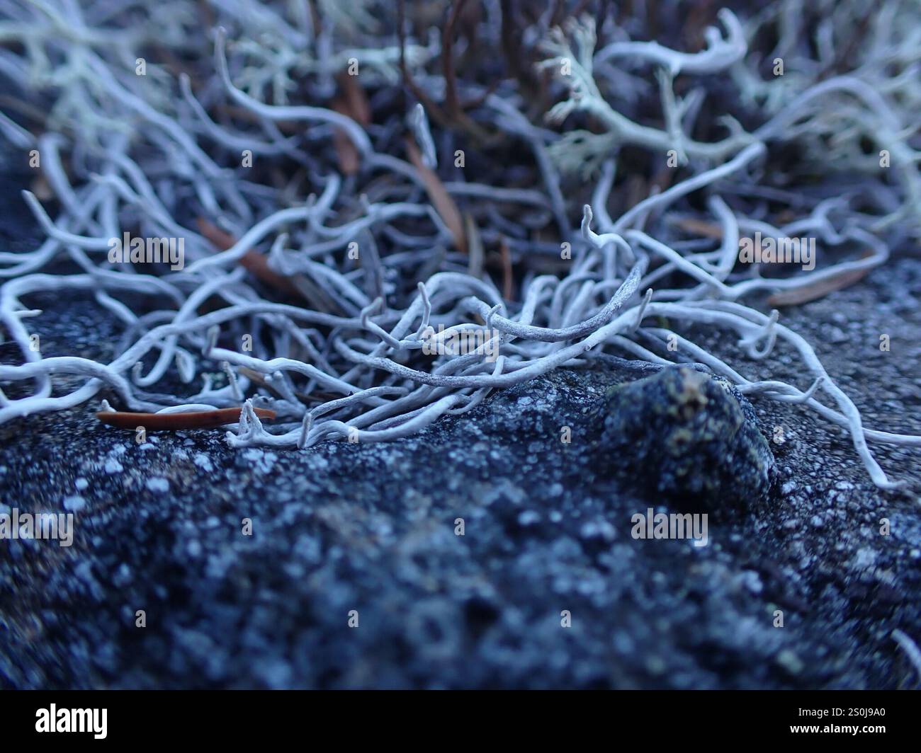 Whiteworm Lichen (Thamnolia vermicularis Stock Photo - Alamy