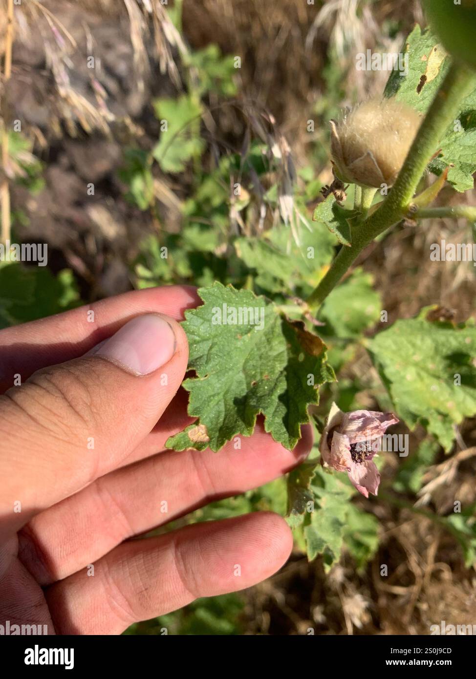 Baker's globe mallow (Iliamna bakeri Stock Photo - Alamy