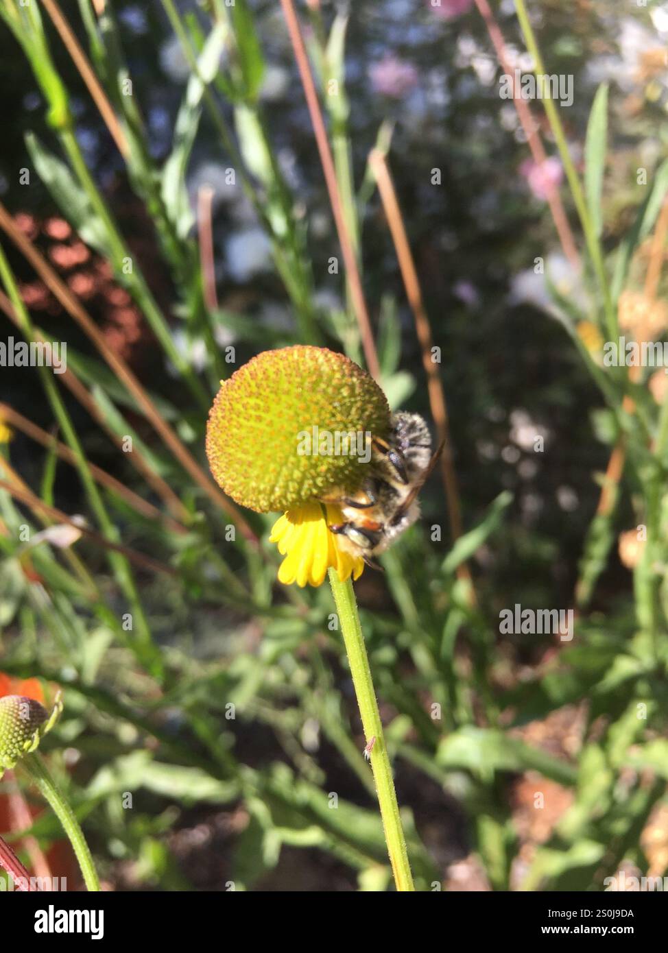 Western Leafcutter Bee (Megachile perihirta Stock Photo - Alamy