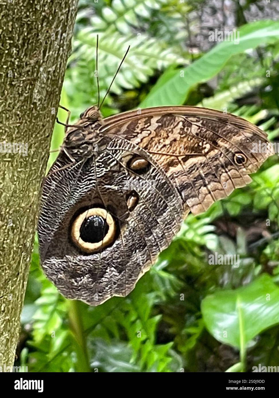 Pale Owl-Butterfly (Caligo telamonius Stock Photo - Alamy