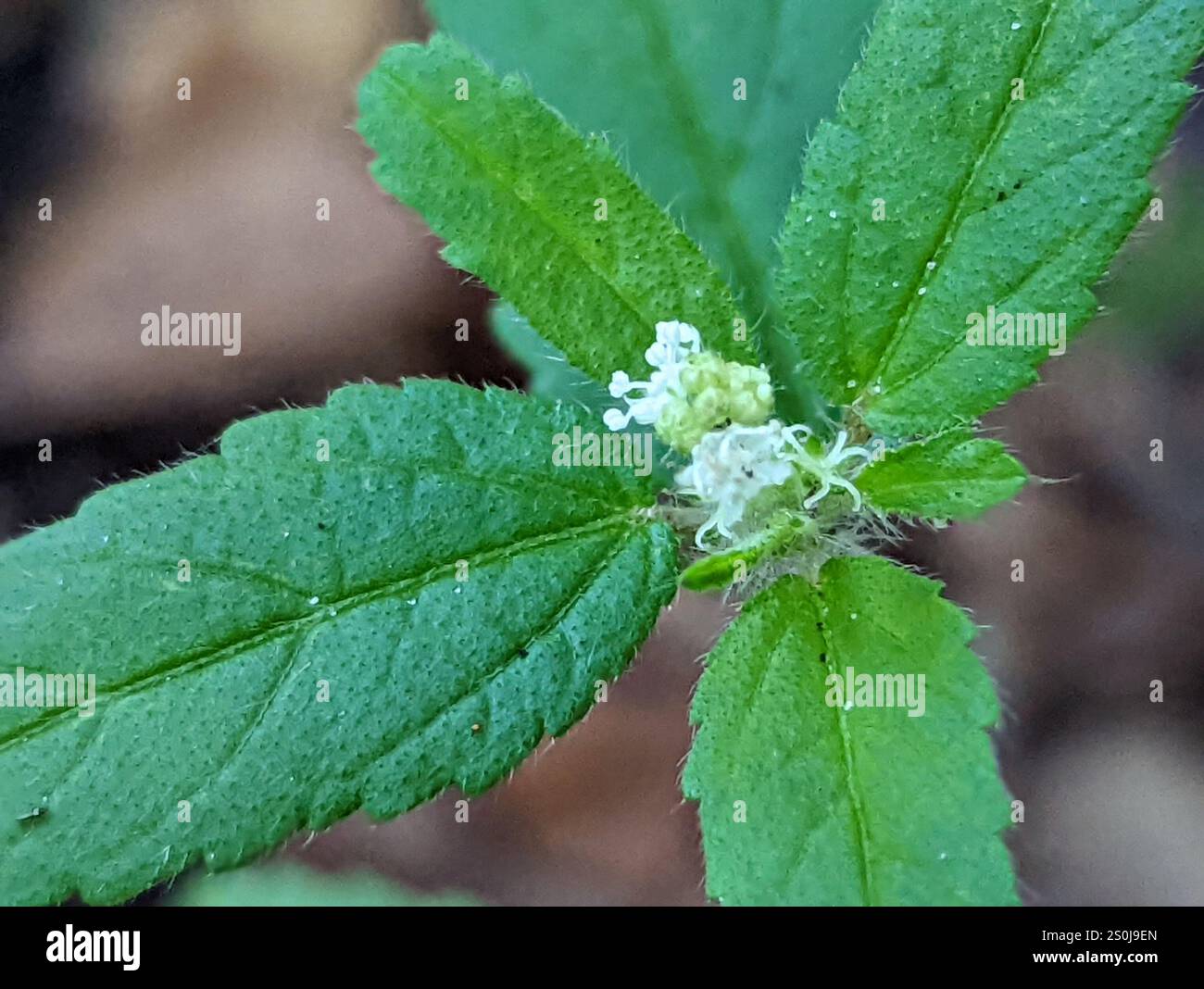 sand croton (Croton glandulosus septentrionalis Stock Photo - Alamy