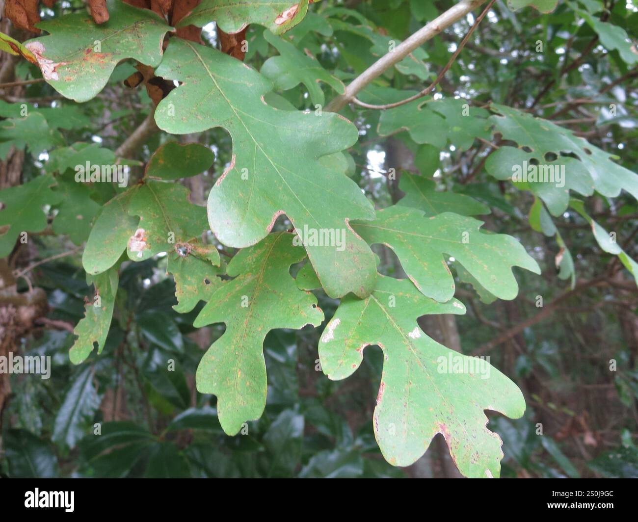 white oak (Quercus alba Stock Photo - Alamy