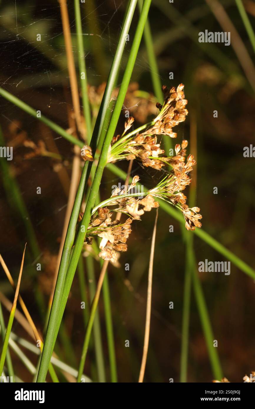 Soft Rush (Juncus effusus Stock Photo - Alamy