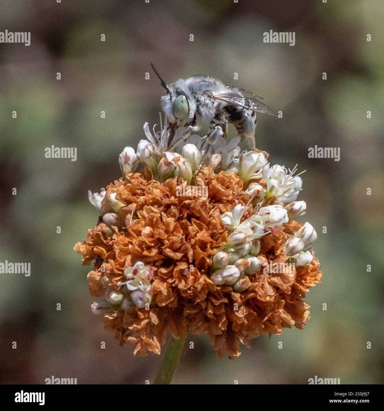 Anthophora curta hi-res stock photography and images - Alamy