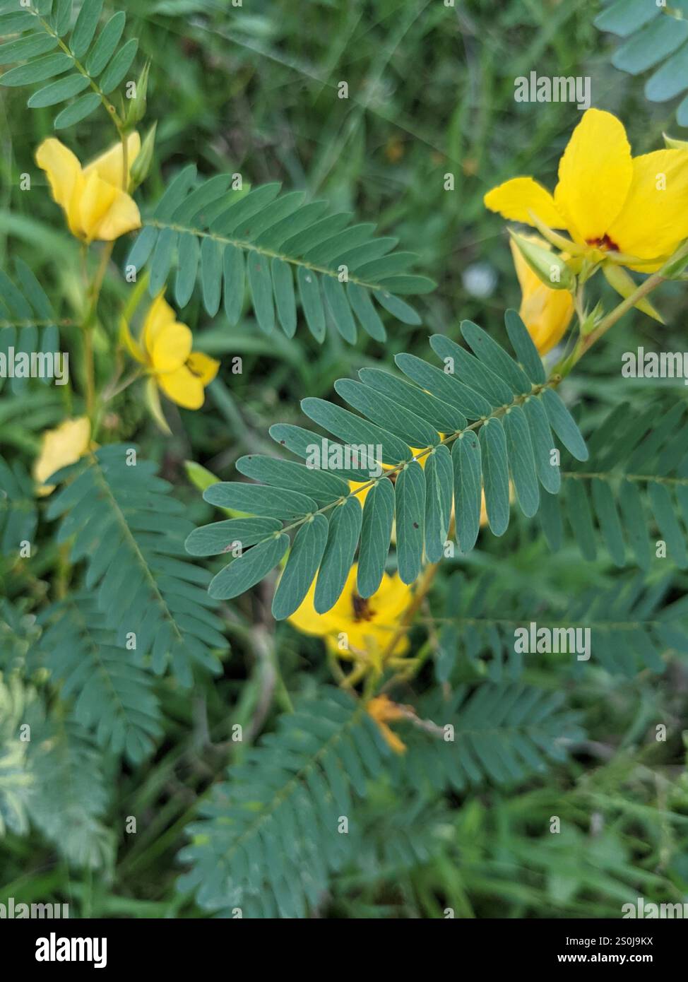 partridge pea (Chamaecrista fasciculata Stock Photo - Alamy