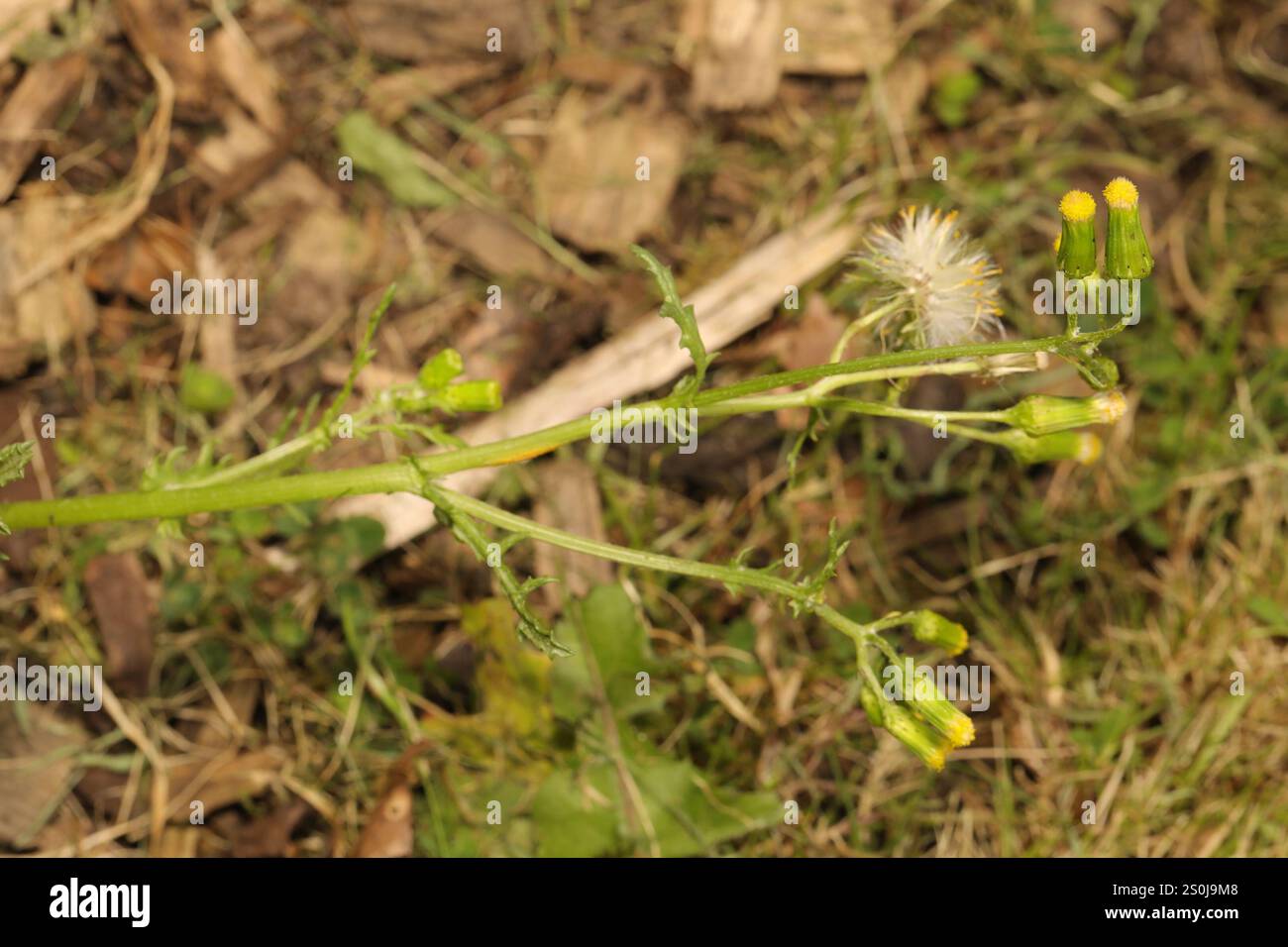 common groundsel (Senecio vulgaris Stock Photo - Alamy