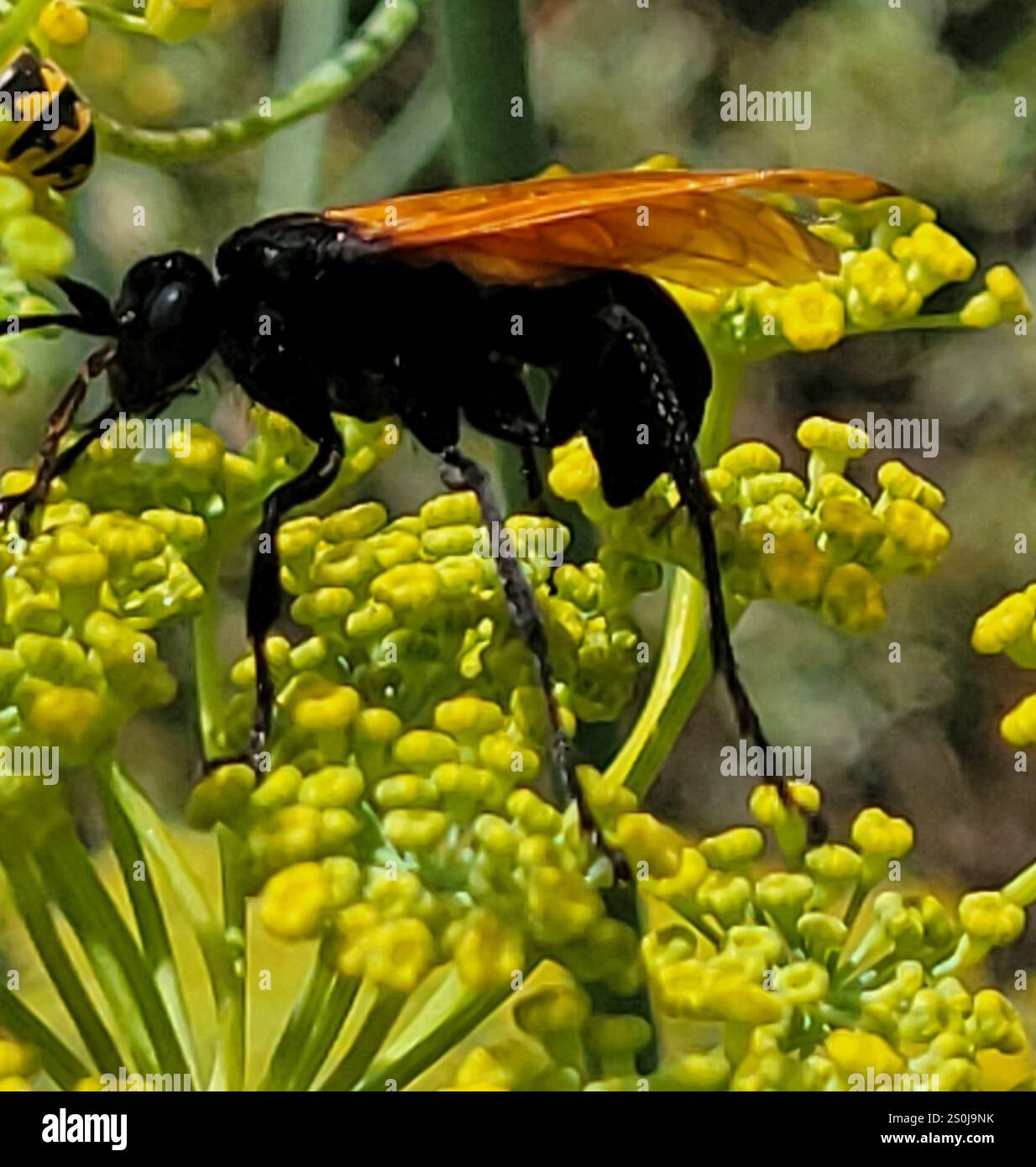 Tarantula-hawk Wasps and Allies (Pepsini Stock Photo - Alamy