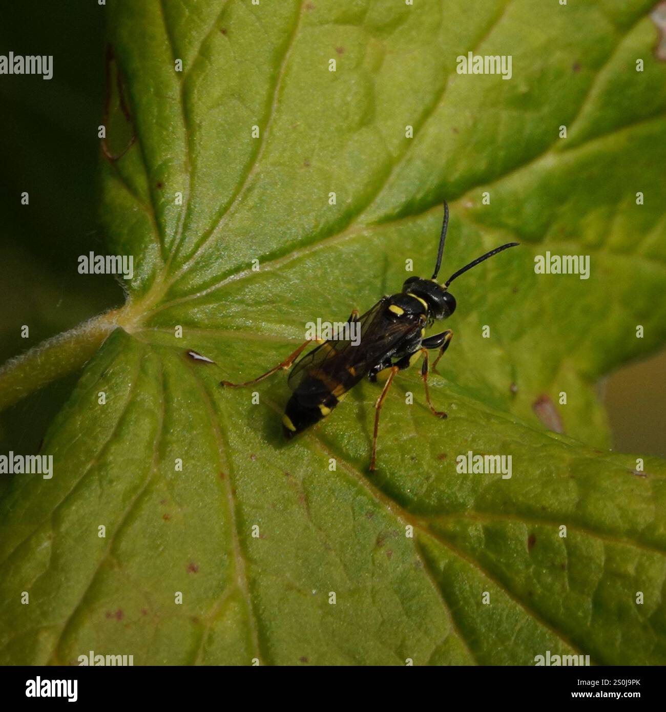 Field digger wasp (Mellinus arvensis Stock Photo - Alamy
