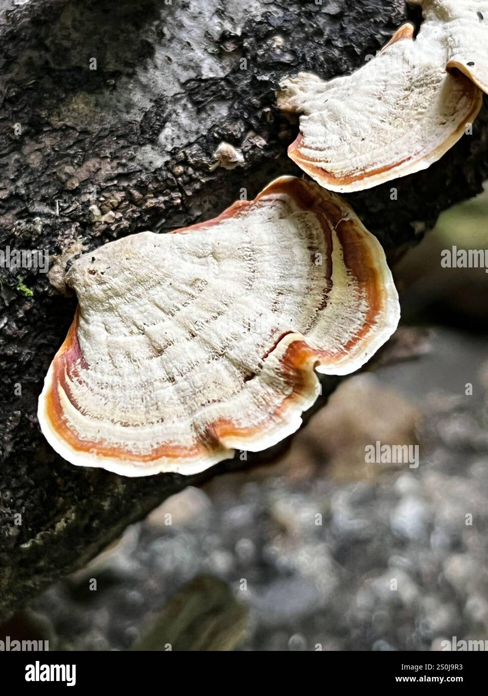 False Turkey-Tail (Stereum ostrea Stock Photo - Alamy