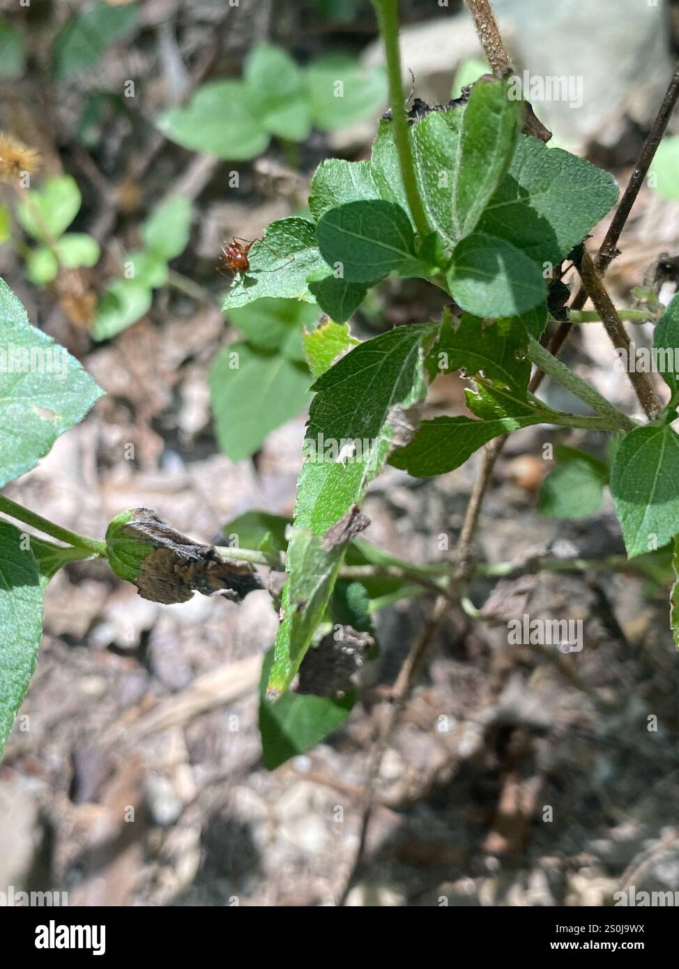 Texas Leafcutter Ant (Atta texana Stock Photo - Alamy