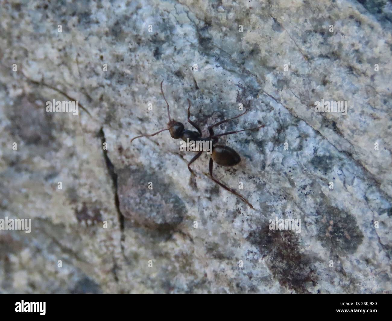 fusca-group Field Ants and Allies (Formica fusca Stock Photo - Alamy