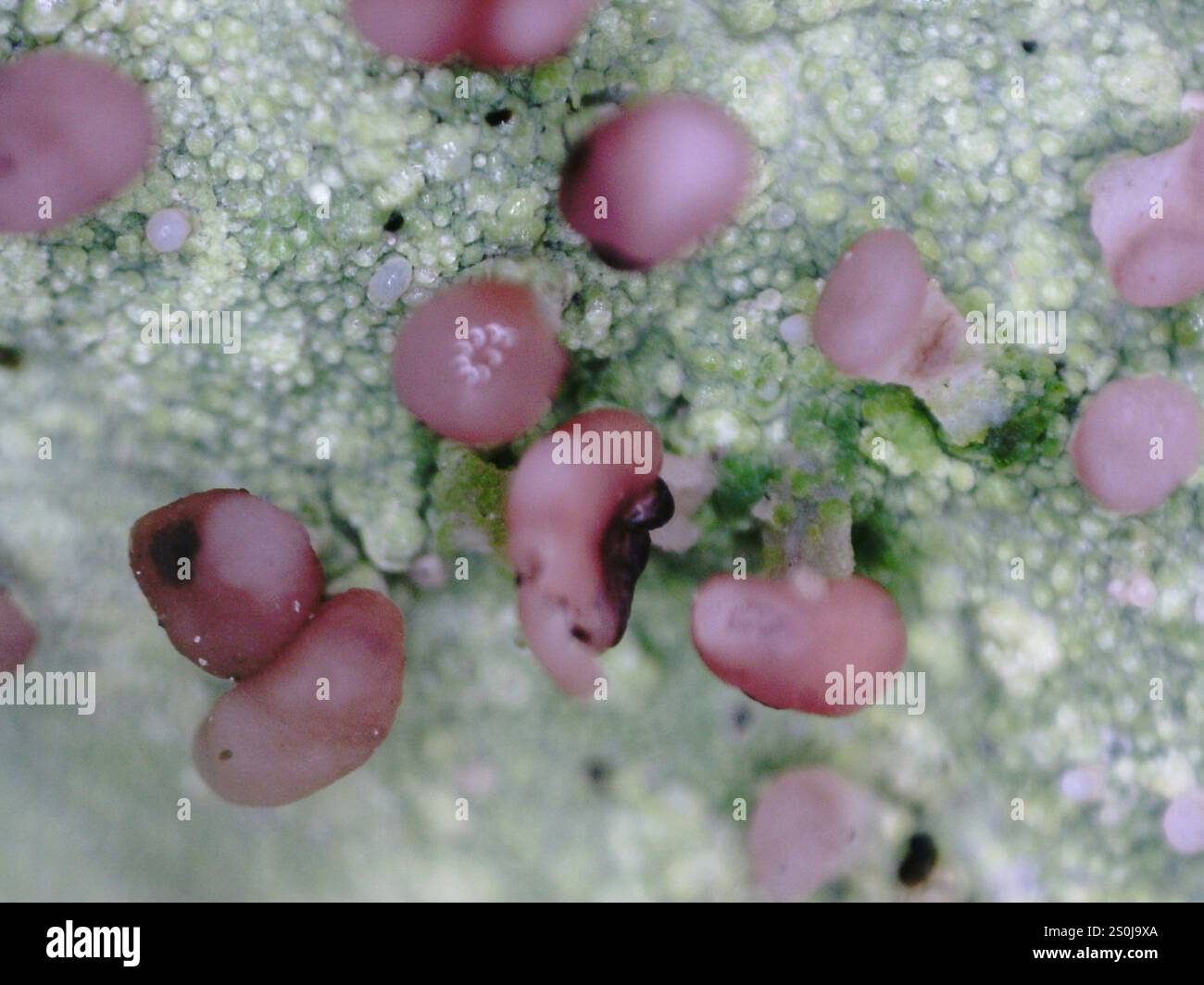 Brown Beret Lichen (Baeomyces rufus Stock Photo - Alamy