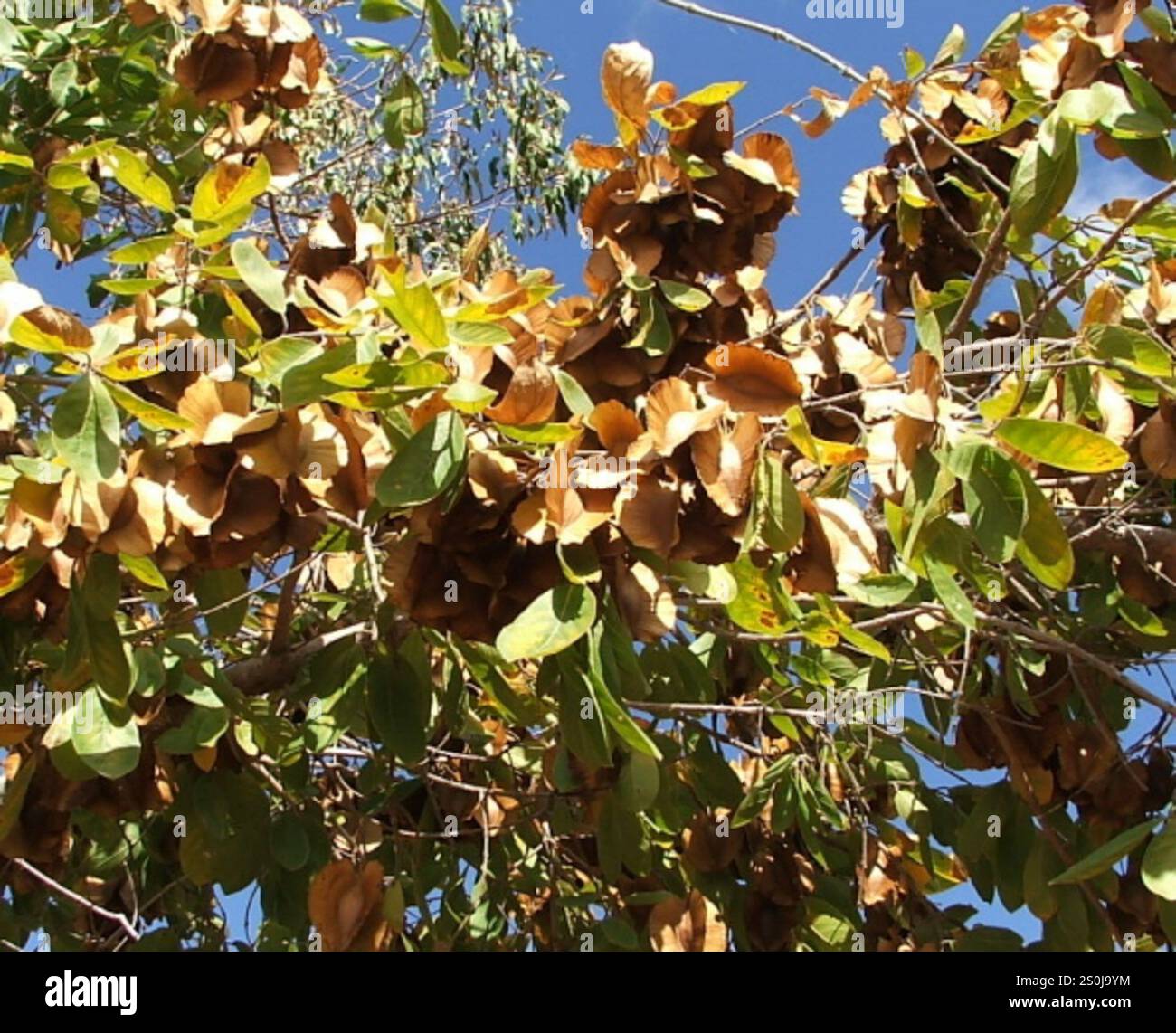 Largefruit Bushwillow (Combretum zeyheri Stock Photo - Alamy