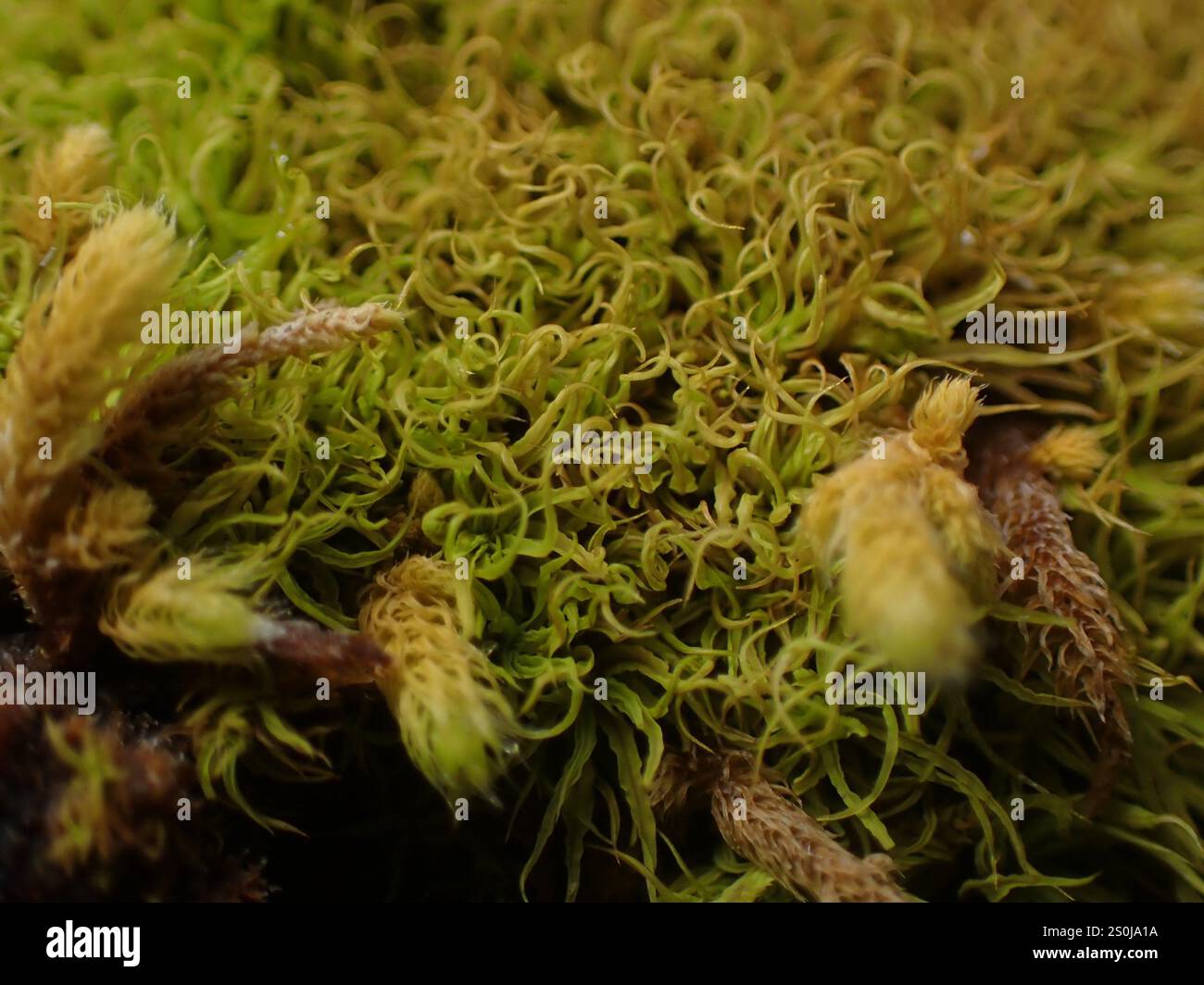 Twisted Moss (Tortella tortuosa Stock Photo - Alamy