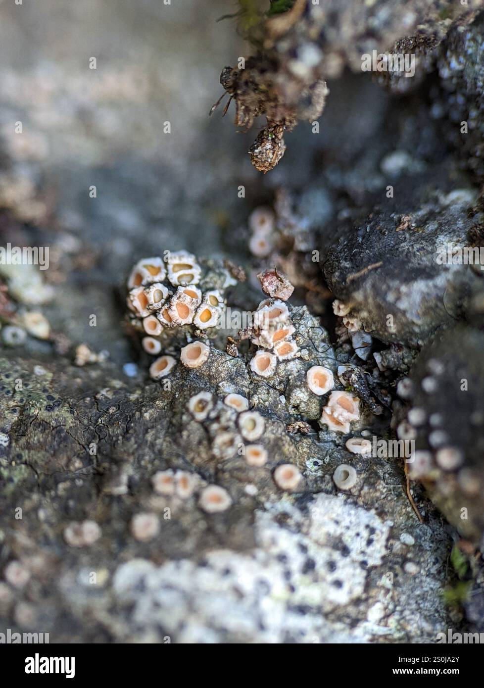 Rock Dimple Lichen (Gyalecta jenensis Stock Photo - Alamy