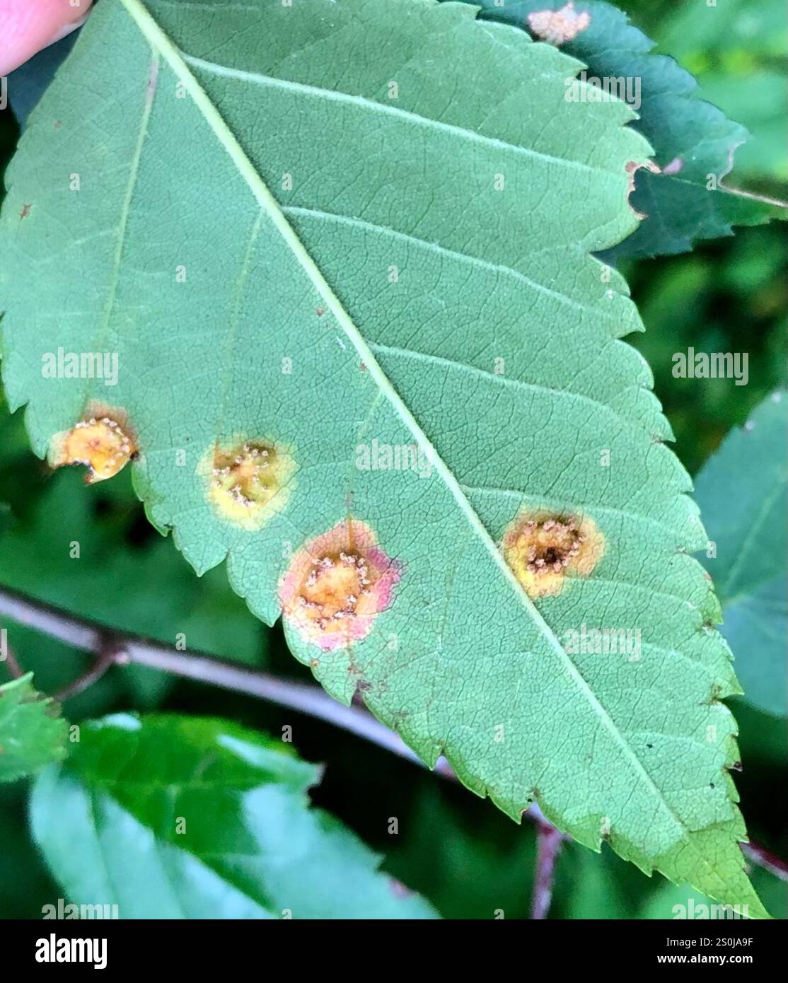 quince rust (Gymnosporangium clavipes Stock Photo - Alamy