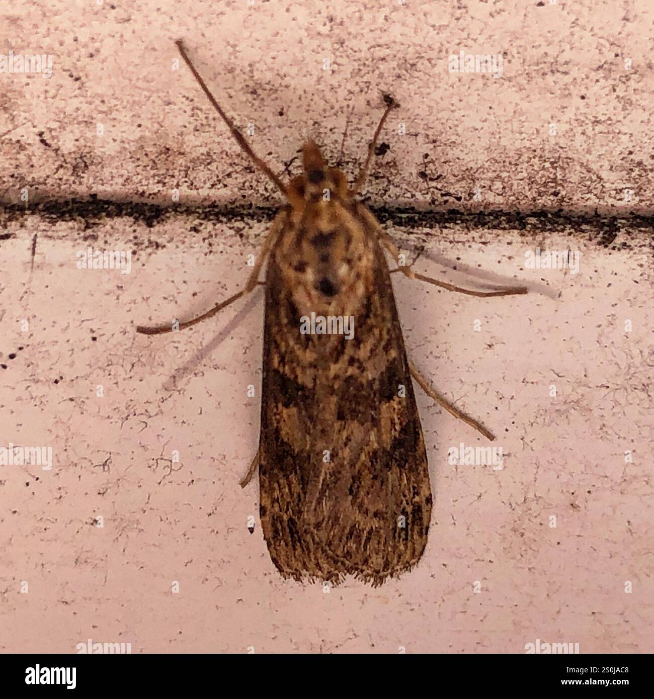 Lucerne Moth (Nomophila nearctica Stock Photo - Alamy