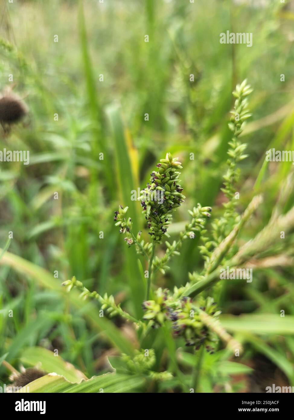 beaked panicum (Coleataenia anceps Stock Photo - Alamy