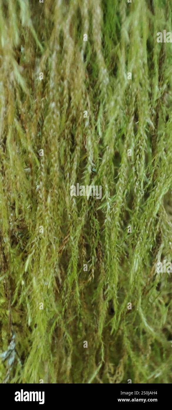 Cat's Tail Moss (Pseudisothecium stoloniferum Stock Photo - Alamy