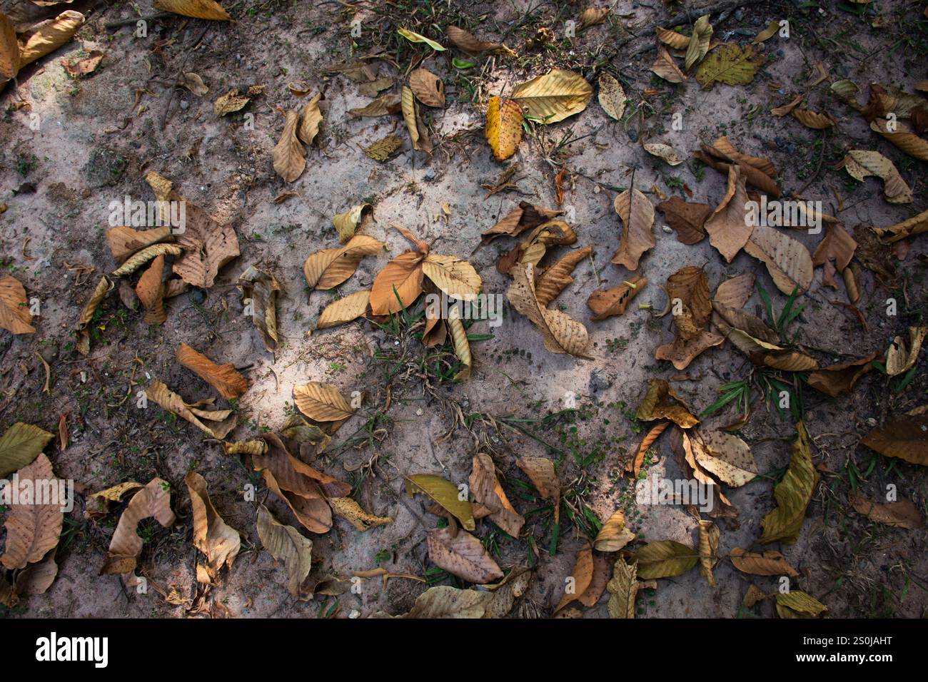 Background pattern of many small dry leaves of tree or dried foliage of ...