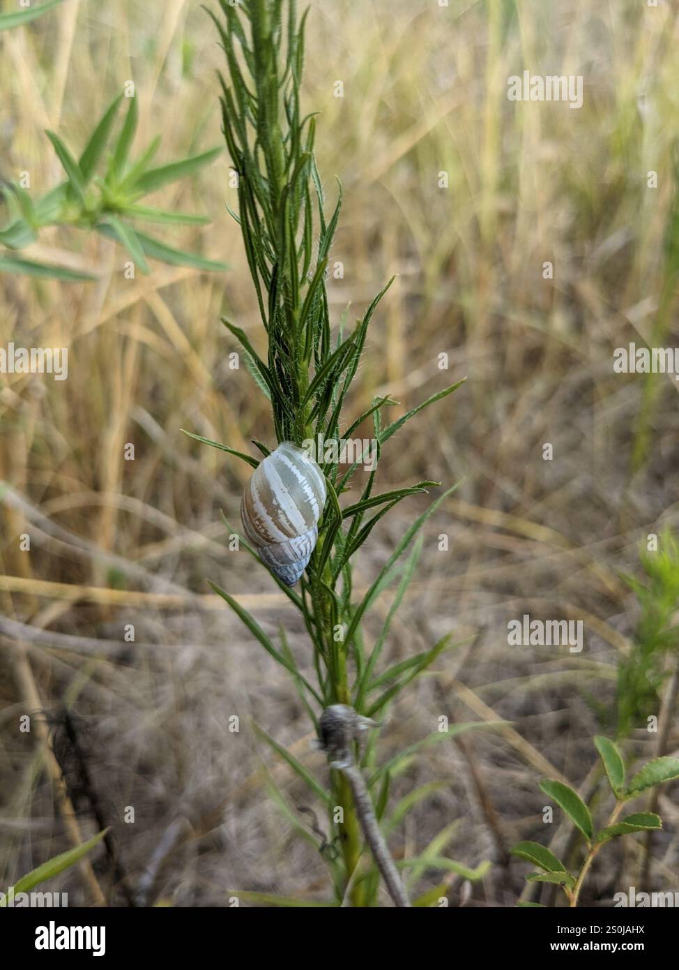 Whitewashed Rabdotus (Rabdotus dealbatus Stock Photo - Alamy