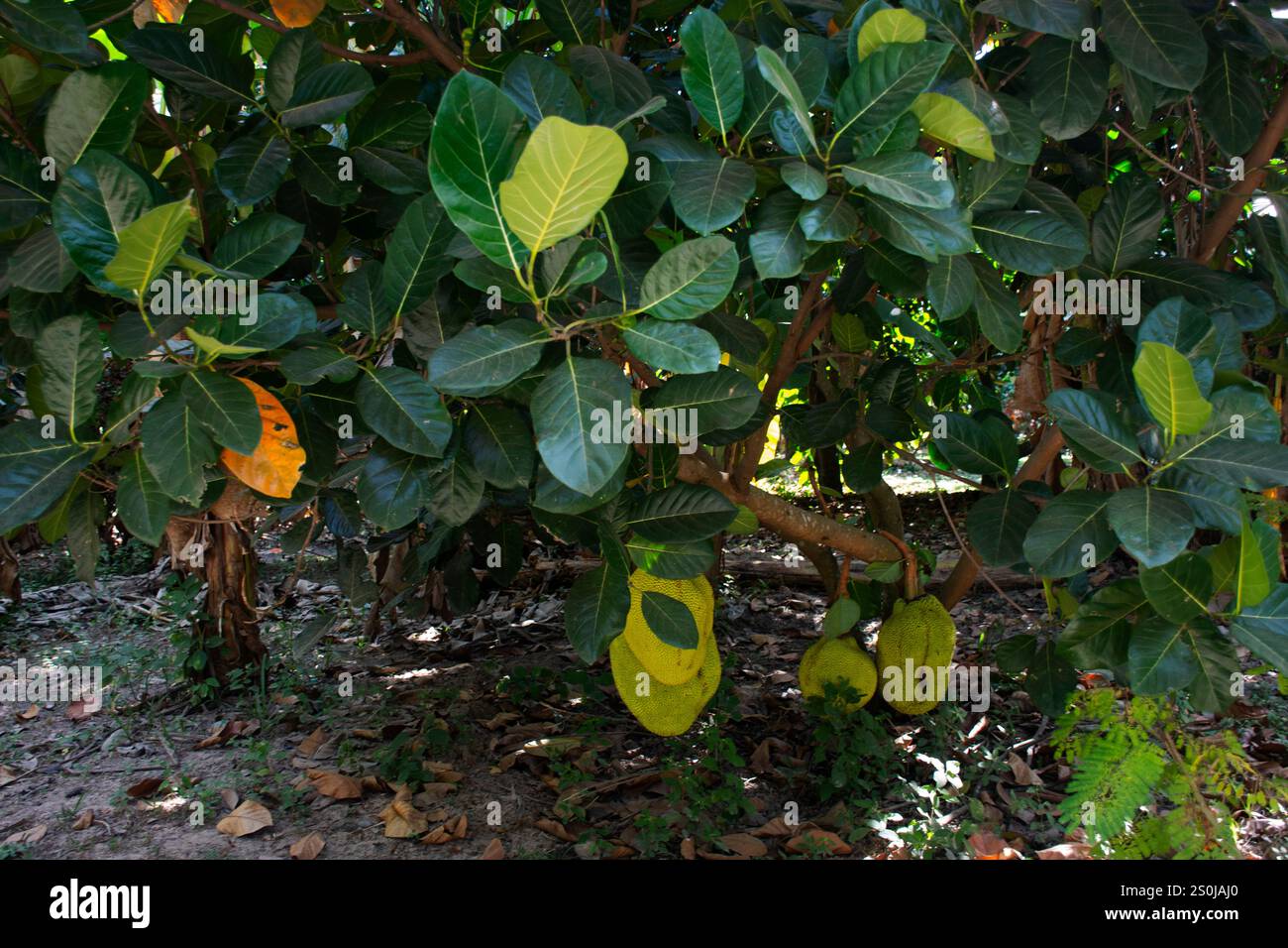 Agricultural cultivation and plantation jackfruit tree fruit at garden ...