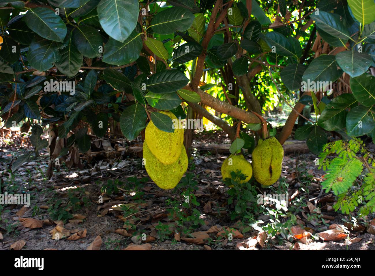 Agricultural cultivation and plantation jackfruit tree fruit at garden ...