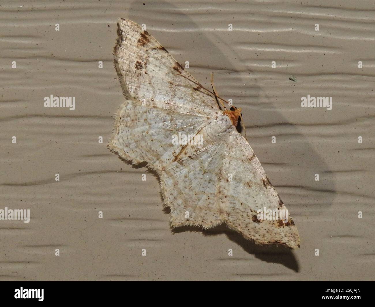 Red-headed Inchworm Moth (Macaria bisignata Stock Photo - Alamy