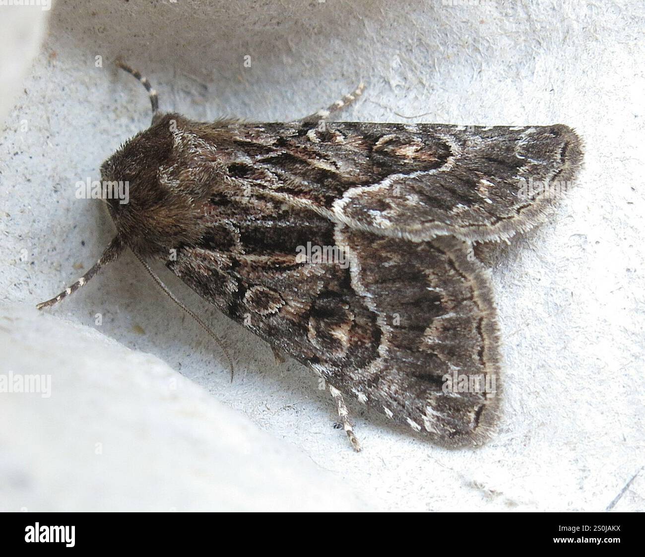 Straw Underwing (Thalpophila matura Stock Photo - Alamy