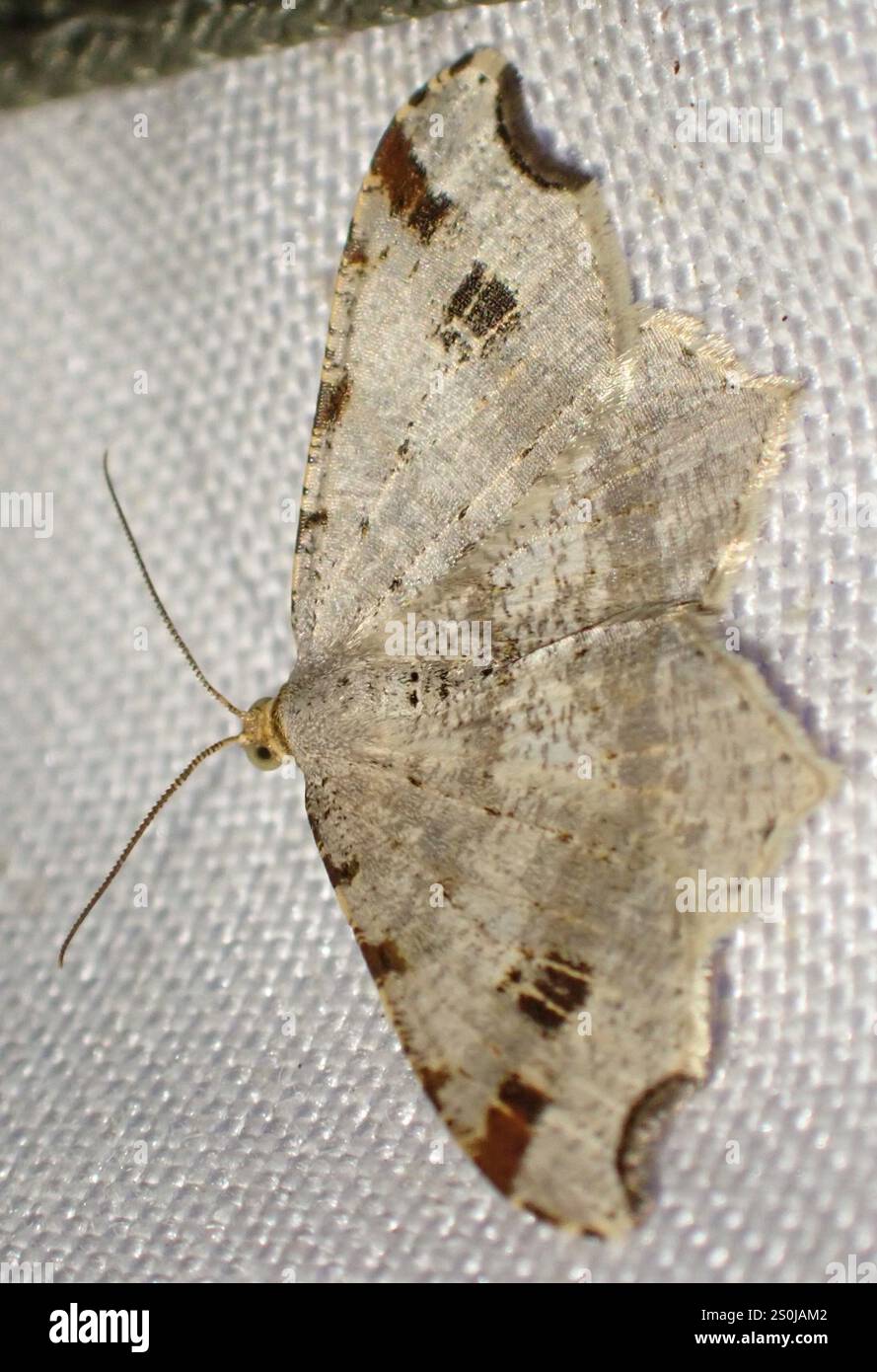 Sharp-angled Peacock Moth (Macaria alternata Stock Photo - Alamy