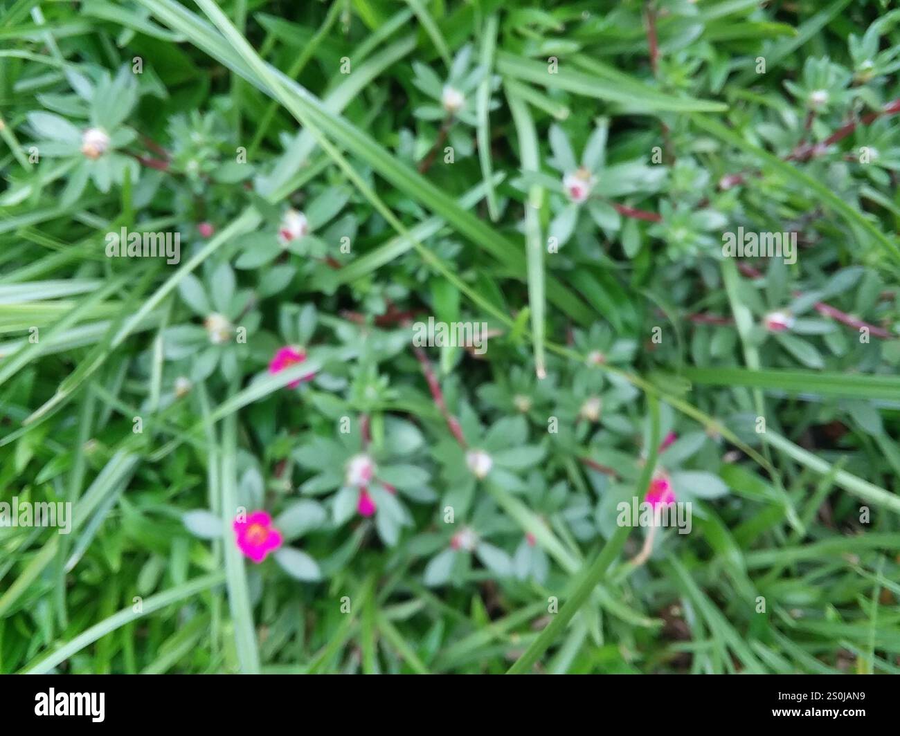 Paraguayan Purslane (Portulaca amilis Stock Photo - Alamy