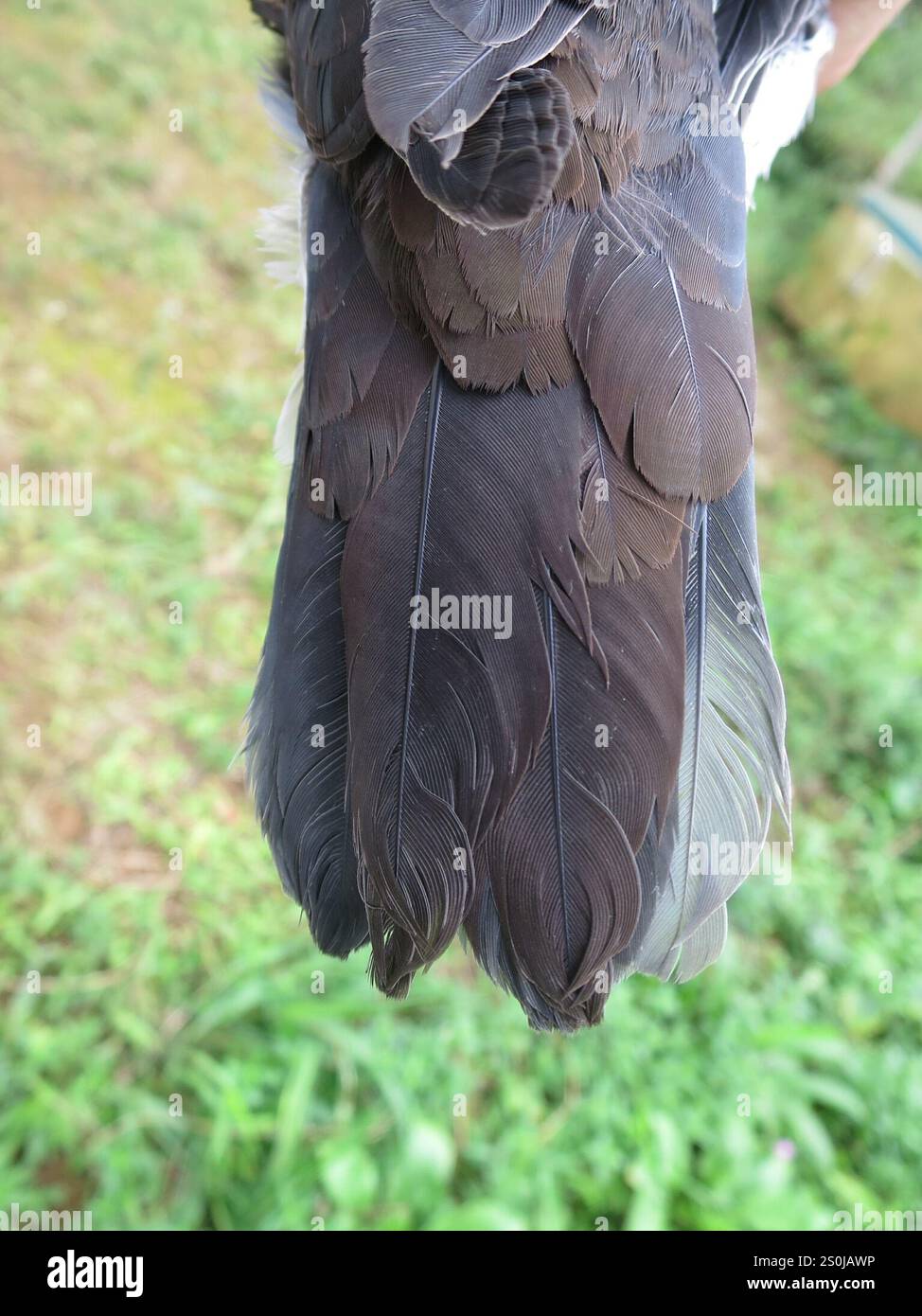 Lemon Dove (São Tomé) (Aplopelia larvata simplex Stock Photo - Alamy