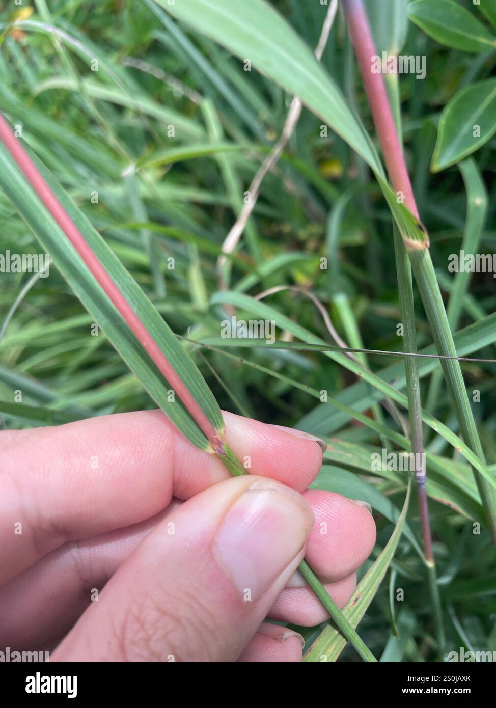 Bermuda grass (Cynodon dactylon Stock Photo - Alamy