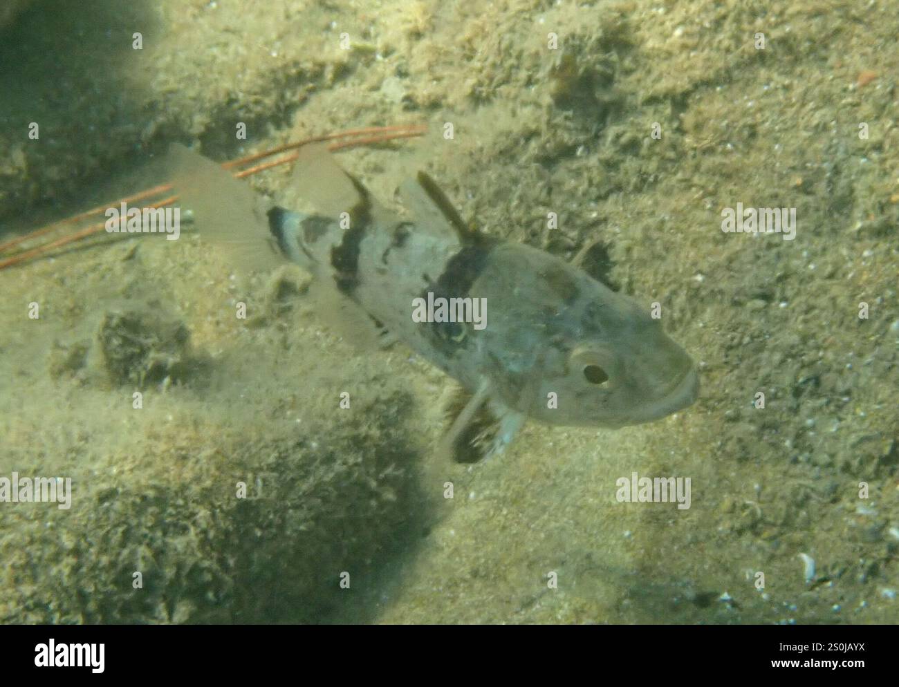 Pharaoh Cardinalfish (Apogonichthyoides pharaonis Stock Photo - Alamy