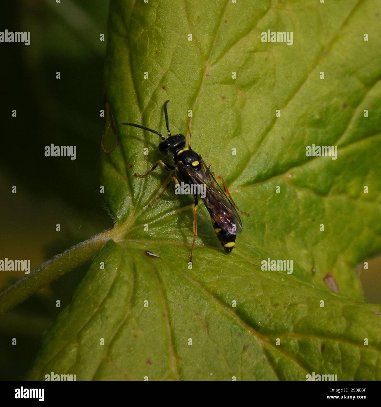 Field digger wasp (Mellinus arvensis Stock Photo - Alamy