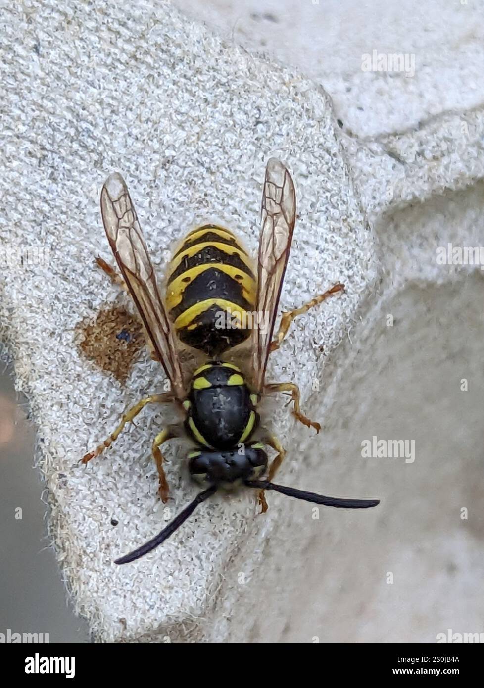 Common European Yellowjacket (Vespula vulgaris Stock Photo - Alamy
