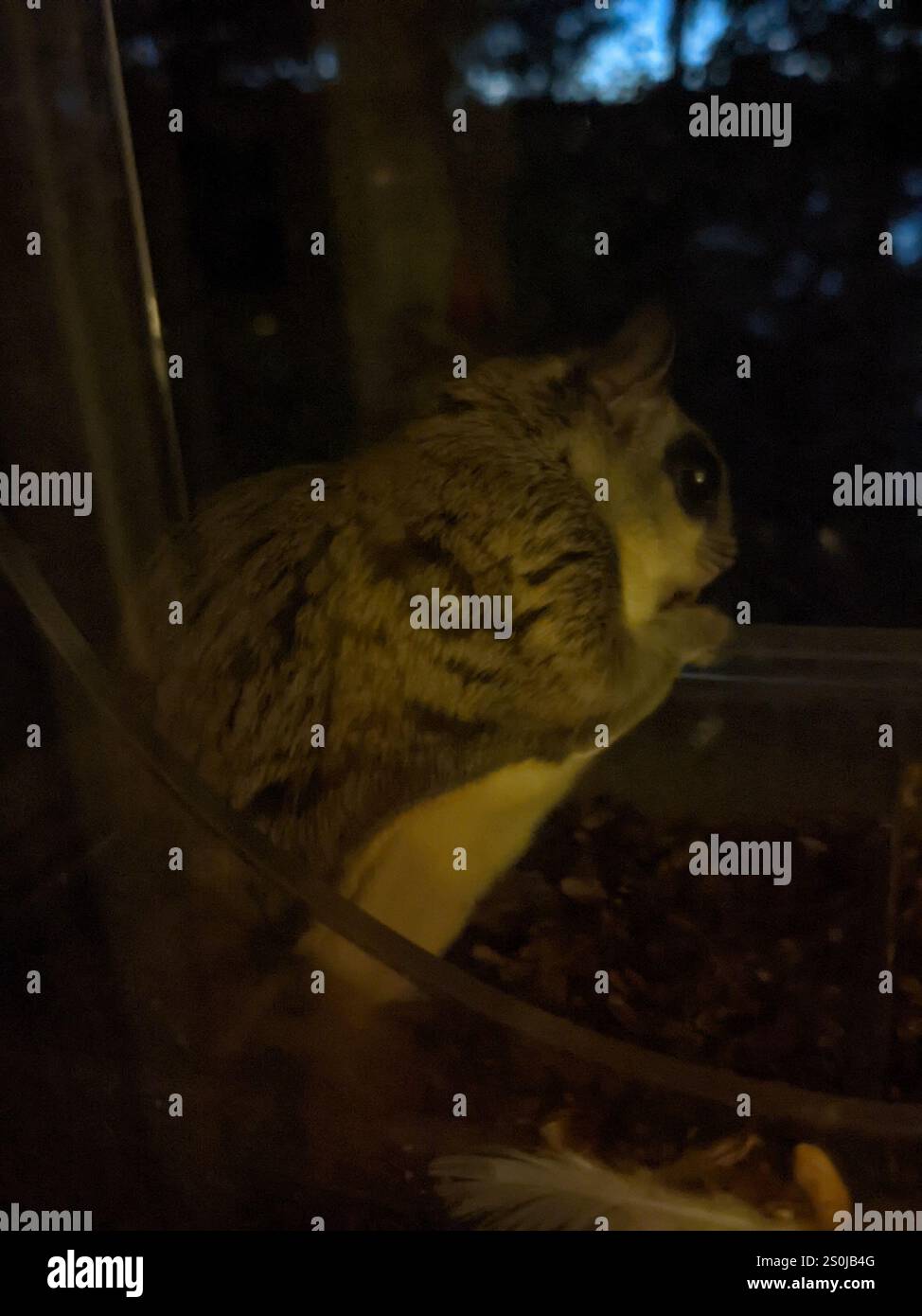 Northern Flying Squirrel (Glaucomys sabrinus Stock Photo - Alamy