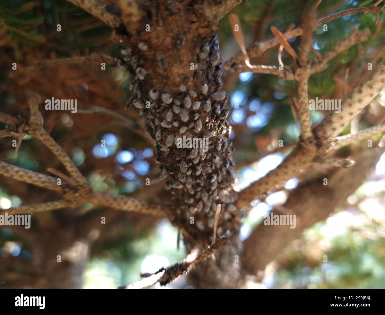 Giant Conifer Aphids (Cinara Stock Photo - Alamy