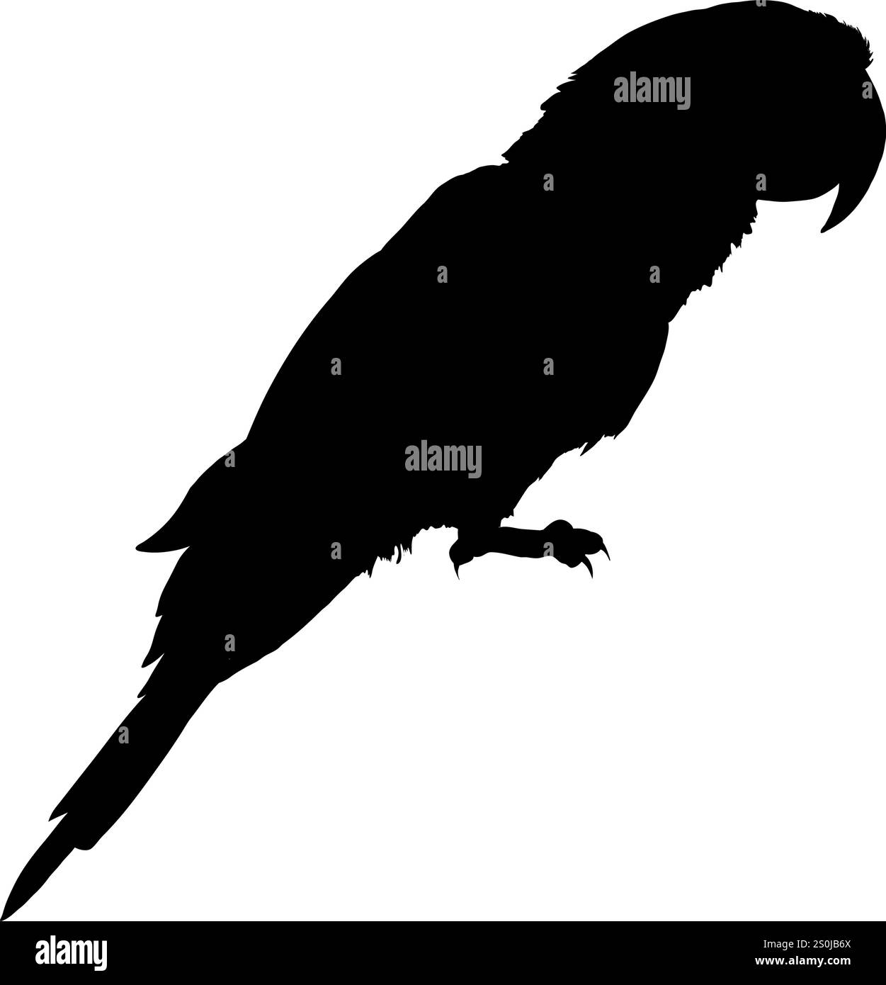 Parrot silhouette - isolated Stock Vector Image & Art - Alamy