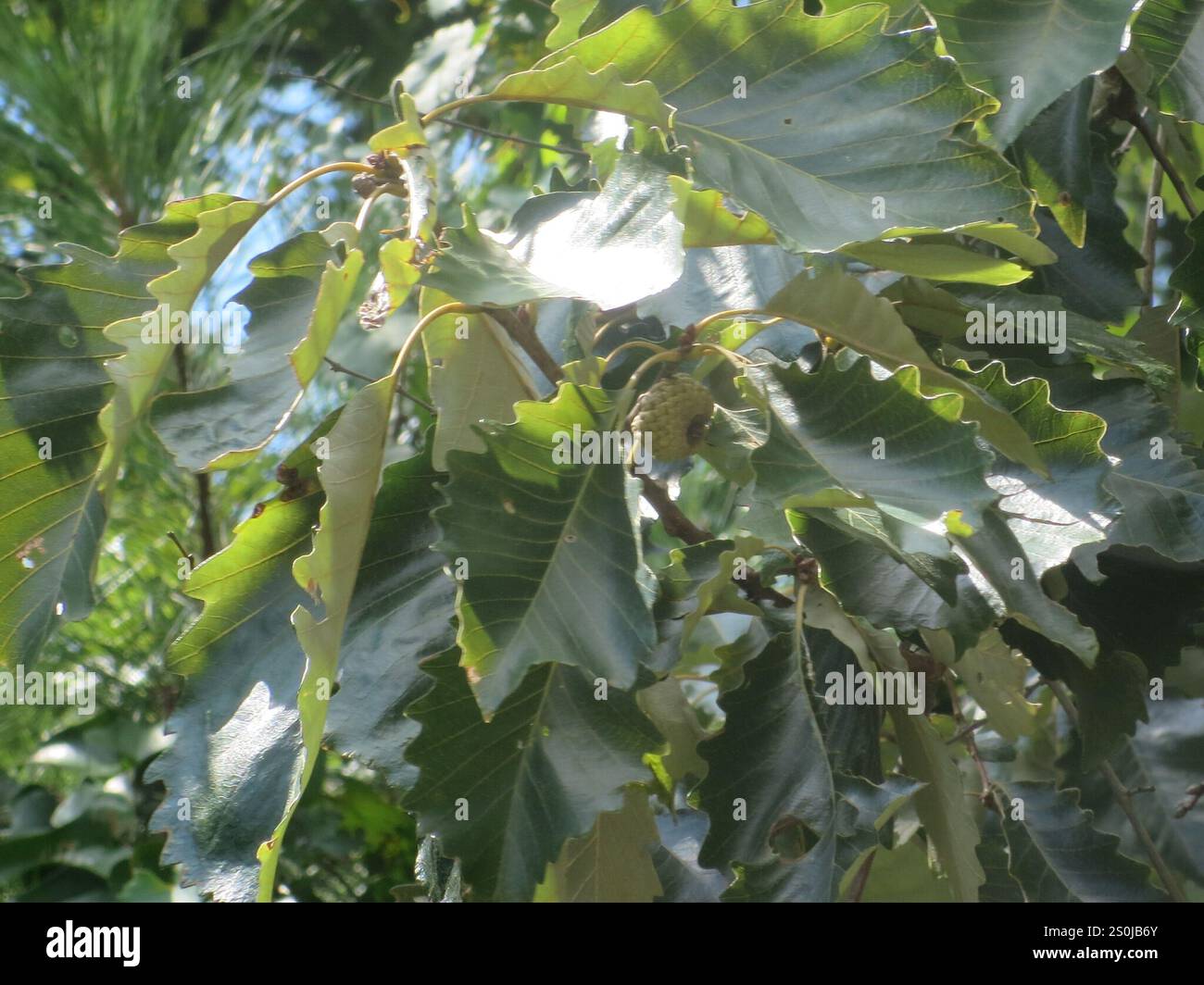 swamp chestnut oak (Quercus michauxii Stock Photo - Alamy