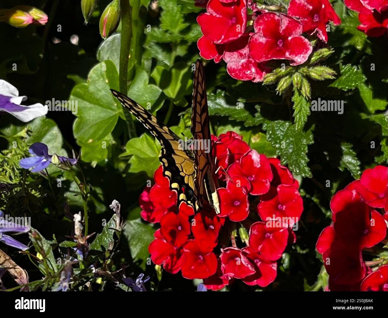 Oregon Swallowtail (Papilio bairdii oregonia Stock Photo - Alamy