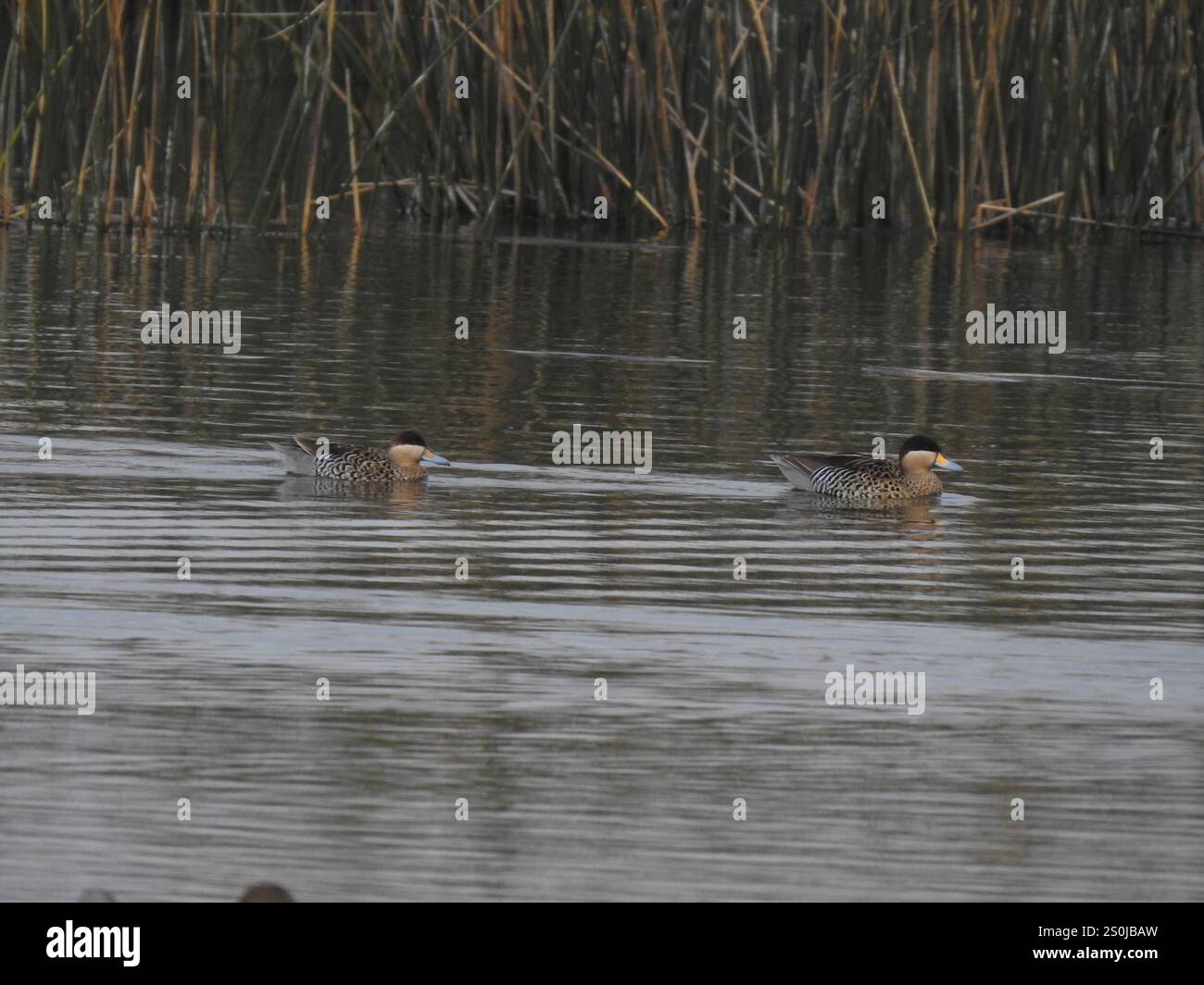 Silver Teal (Spatula versicolor Stock Photo - Alamy