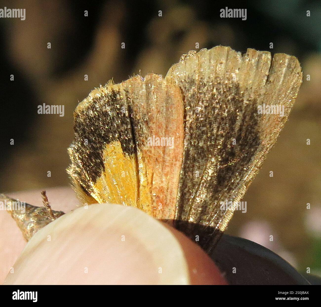 Langmaid's Yellow Underwing (Noctua janthina Stock Photo - Alamy