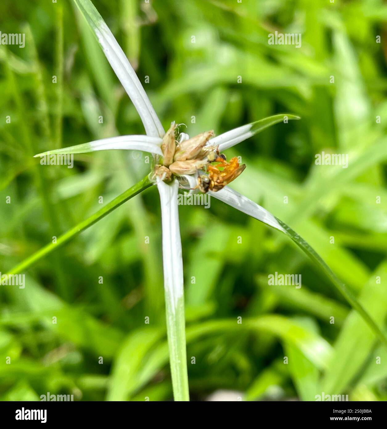 whitetop sedge (Rhynchospora colorata Stock Photo - Alamy