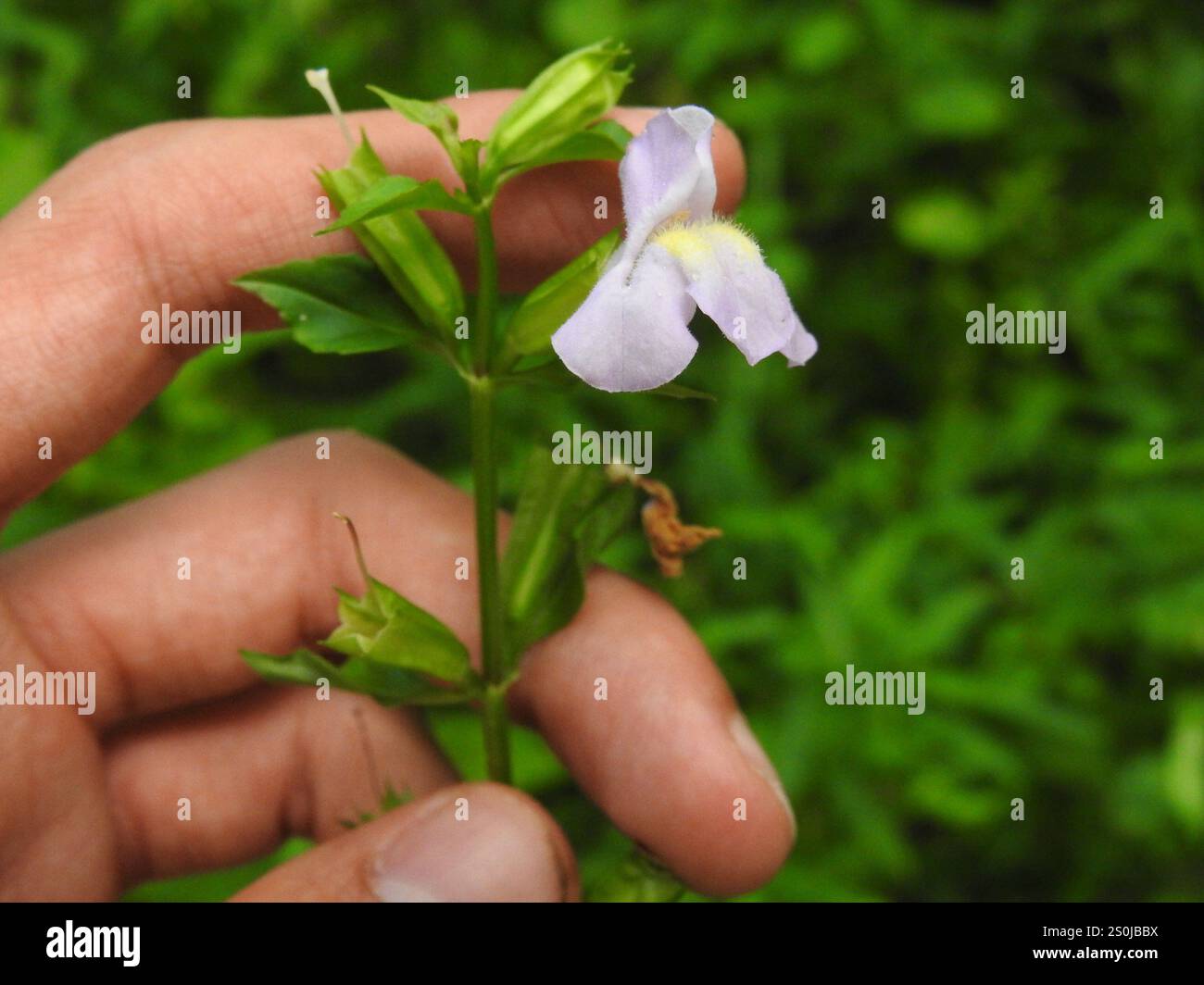 sharpwing monkeyflower (Mimulus alatus Stock Photo - Alamy